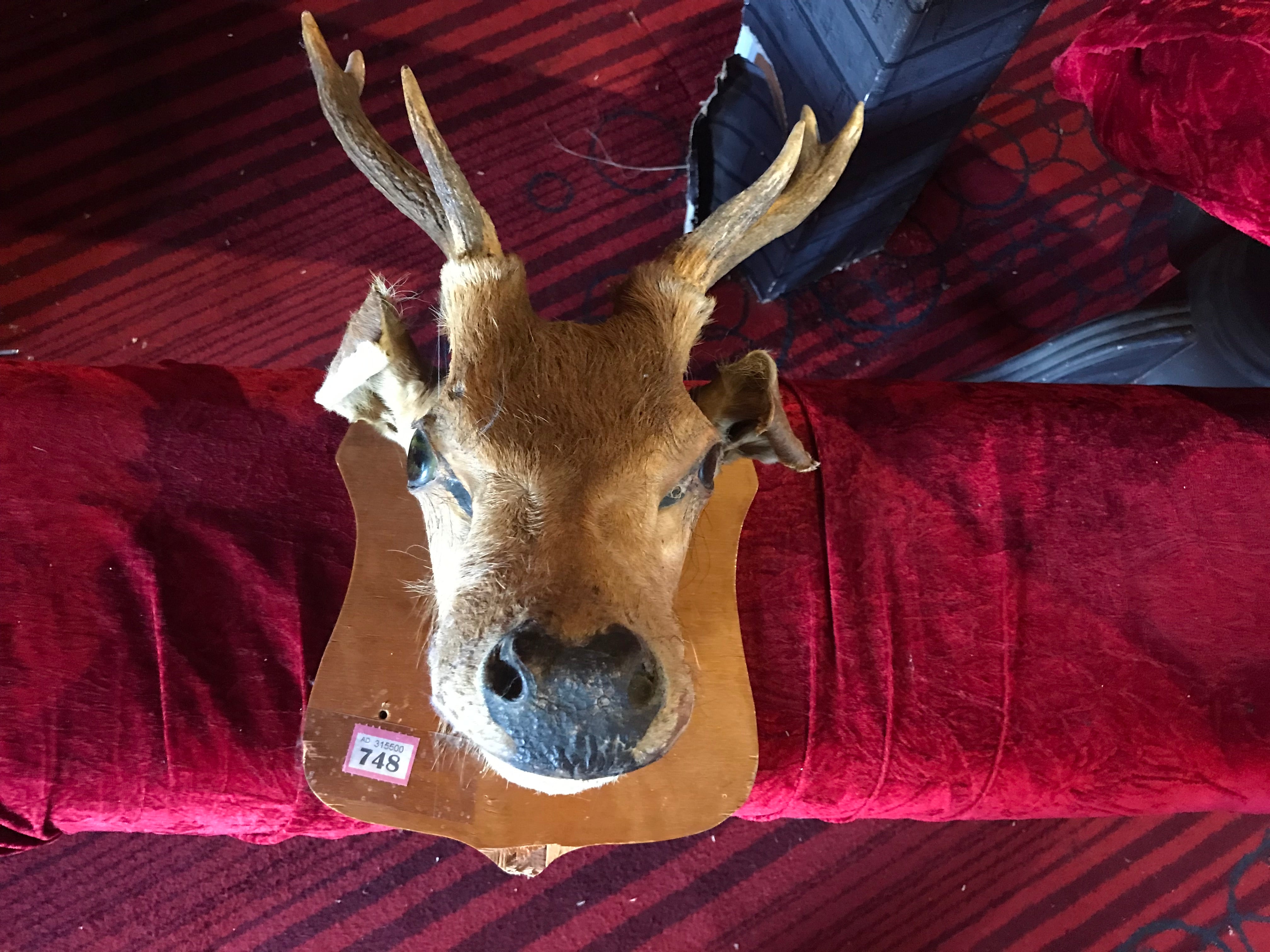 lot - 748 - wall mount dear head – Dave Courtney OBE Memorabilia